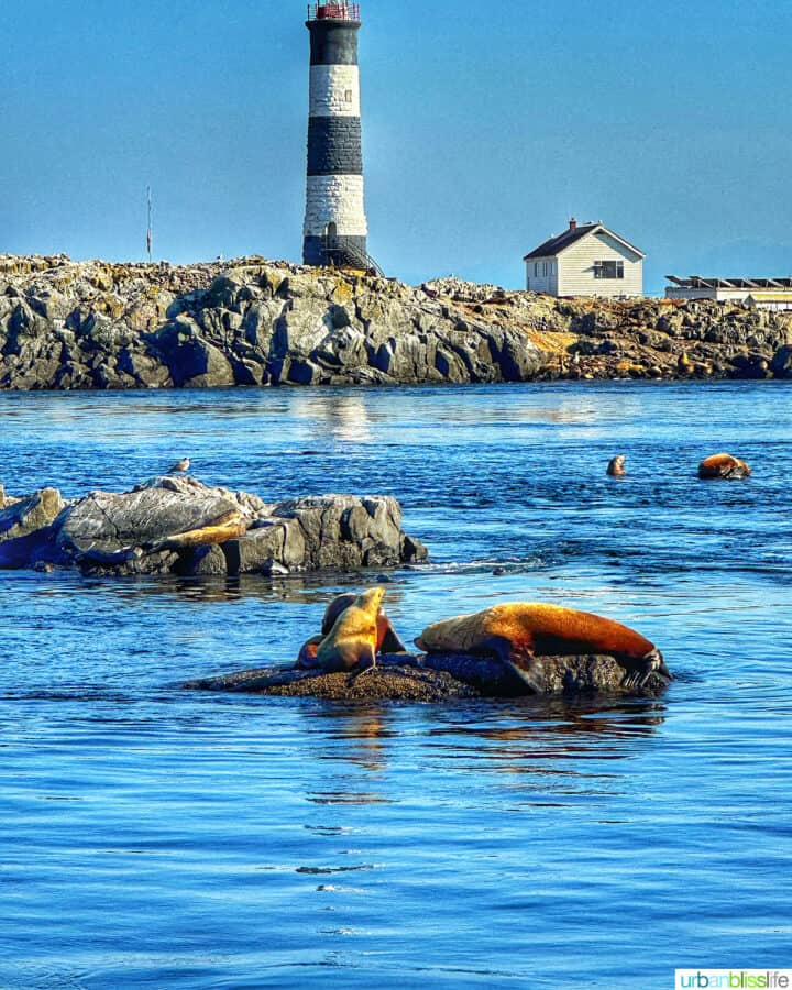 Things to Do in Victoria BC - Urban Bliss Life