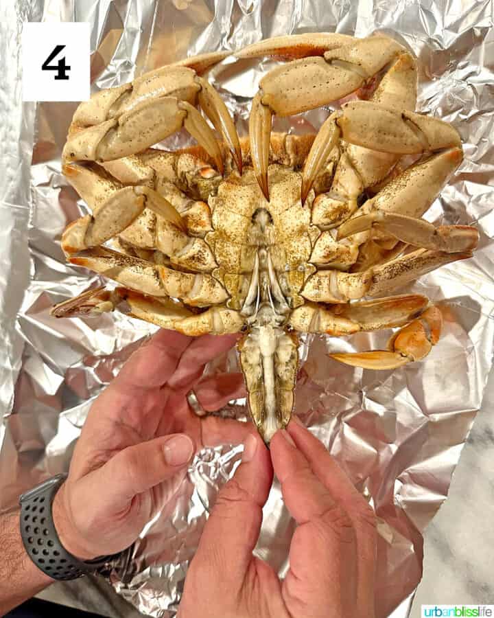 How to Cook Dungeness Crab - Urban Bliss Life