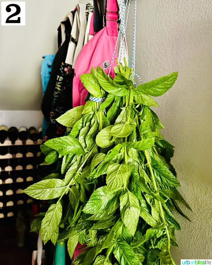Drying Mint Leaves - Urban Bliss Life