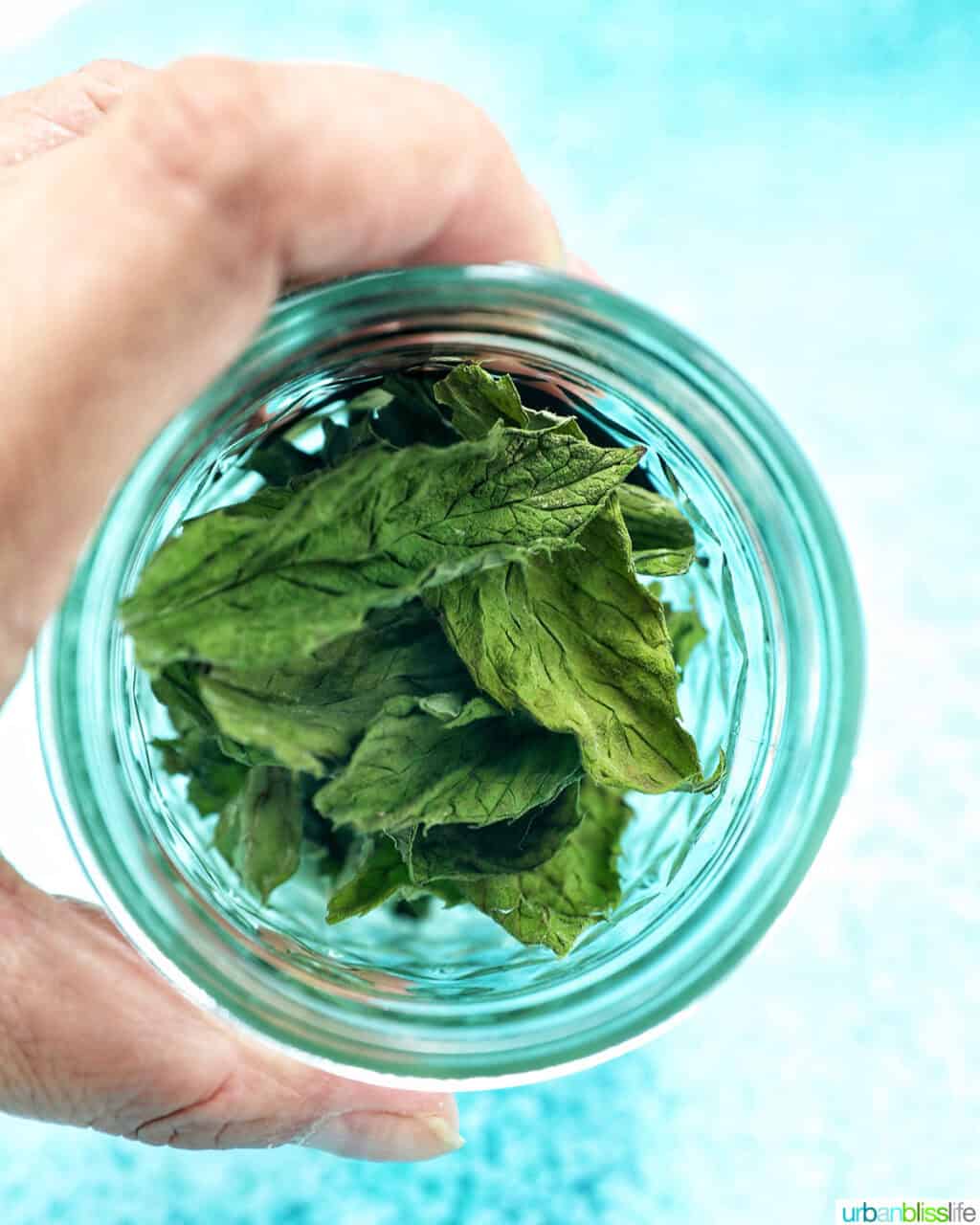 Drying Mint Leaves - Urban Bliss Life