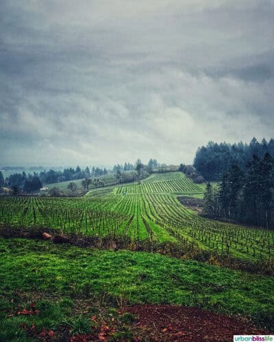 Evening Land Vineyards - Urban Bliss Life
